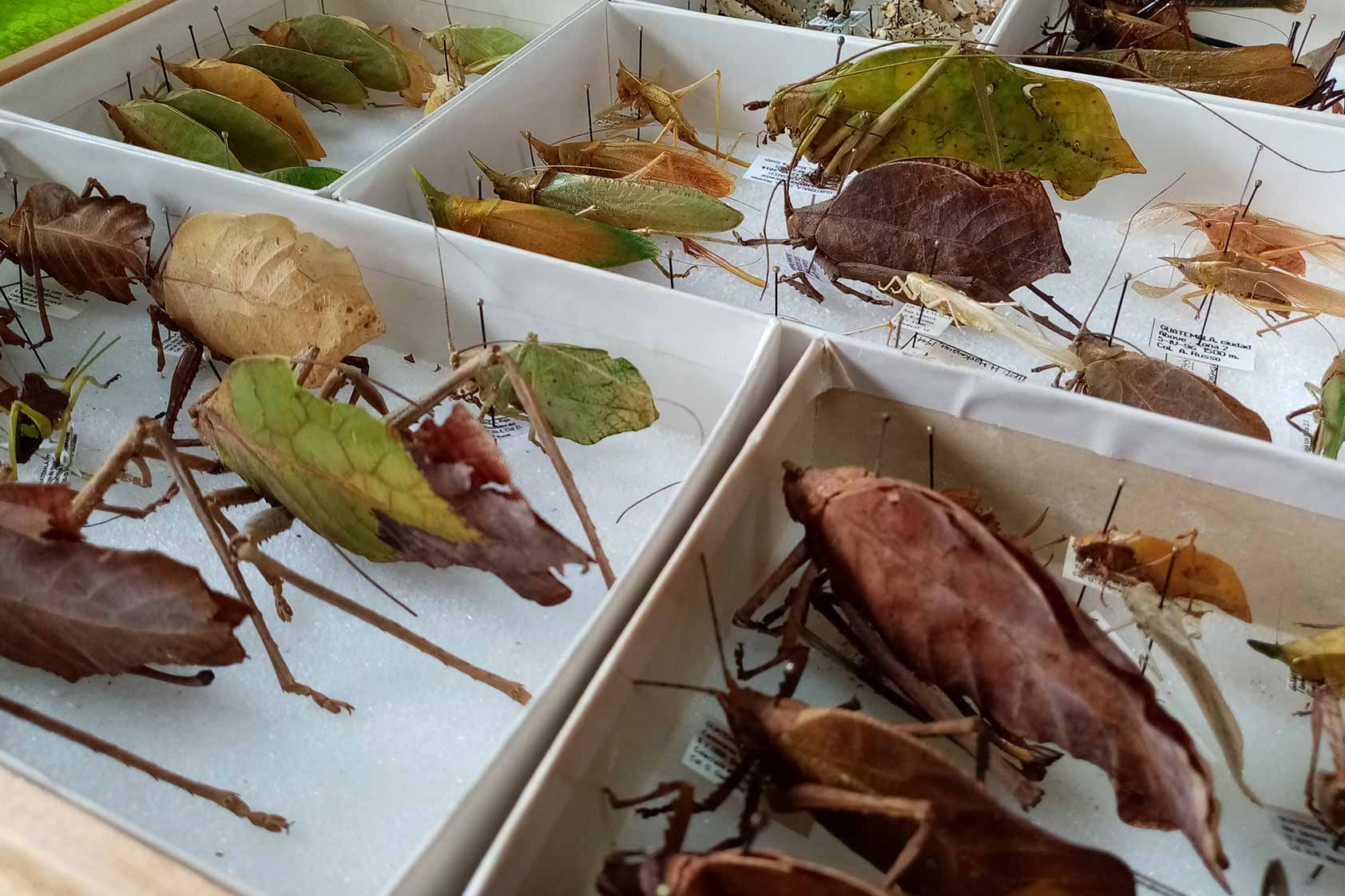 Laboratorio de Entomología Sistemática del CEAB: un mundo por descubrir | Actualidad UVG